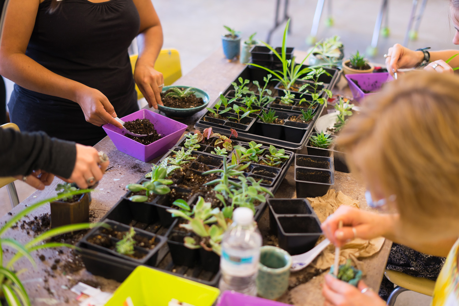 Get Involved – Plants for Patients